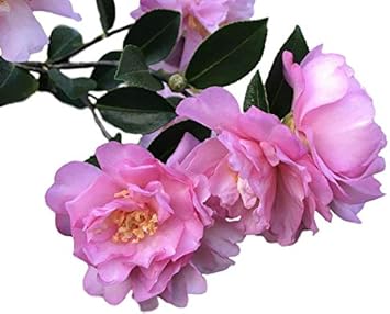 Amazon.com : Pink Snow Camellia Sasanqua - Live Plant - Full Gallon Pot ...