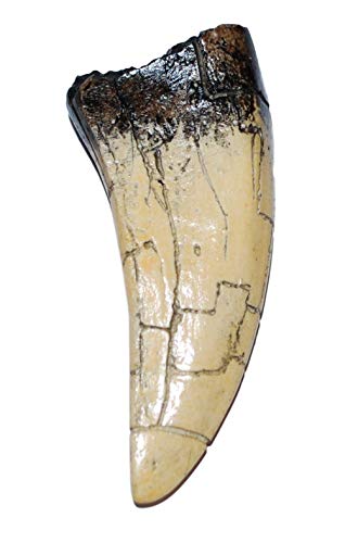 TYRANNOSAURUS Rex Dinosaur Tooth CAST #1 (Replica - Reproduction) T-Rex ...