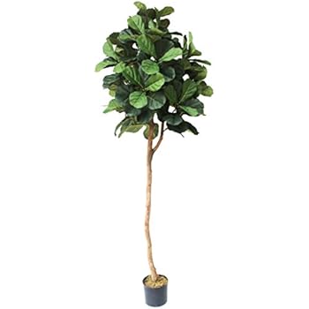 Amazon.com: 6' Fiddle Leaf Fig Ball-Shaped Topiary Silk Tree w/Pot ...