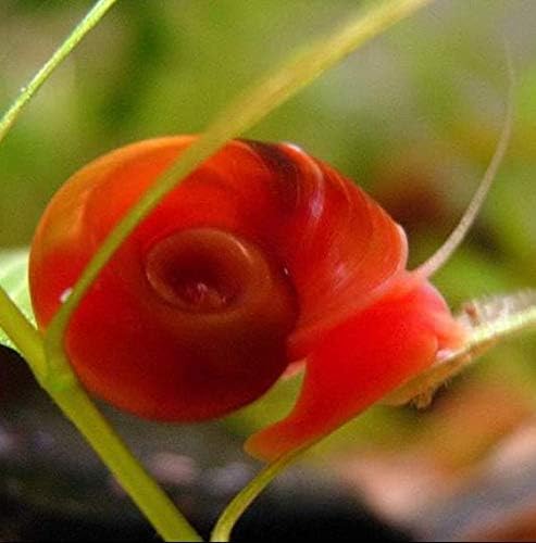 Amazon.com : Kazen Aquatic 5 red/Bright red Colors ramshorn Snails ...