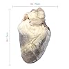 Anatomy Lab Preserved Sheep Heart Specimen for Dissection, for Biology ...