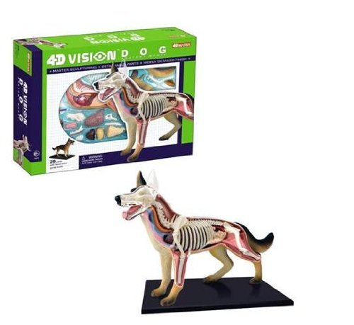 Купить TEDCO 4D Vision Dog Anatomy Model в интернет-магазине Amazon с ...