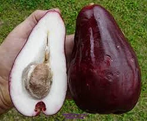 Buy Creative Farmer Malay Rose Apple Tropical Tree Malayan Apple| Plant ...