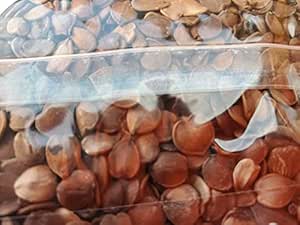 Amazon.com : Semillas de Morro Morro Seeds Principal Ingredient For Horchata 6 oz : Grocery ...