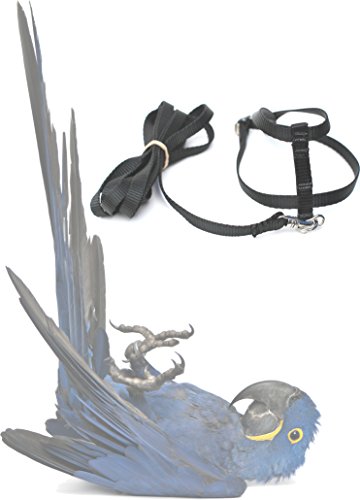 Buy Fred Bird Harness with 6 Foot Leash for Hyacinth Macaws, Green ...