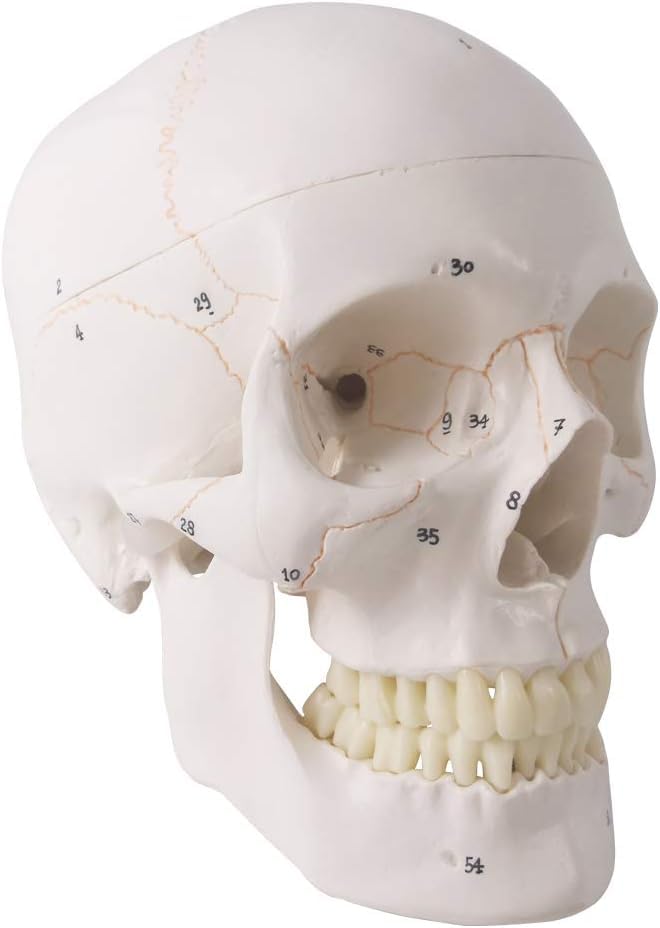Mua NEW HORIZON 2024 Human Skull Anatomical Model,with Painted Sutures 54 Pcs Labeled Numbered ...