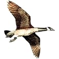 Amazon.com: Jackite Inc. Canada Goose Flying Goose Decoy : Toys & Games