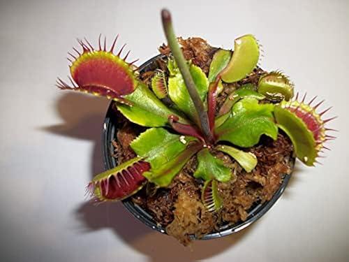 Adult Sized Venus Flytrap - Fly Trap - (Dionaea Muscipula) Carnivorous ...