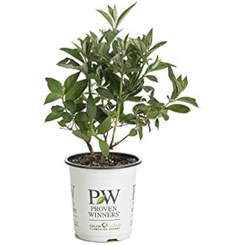 Amazon.com : Firefly Dwarf Scarlet Red Firebush Shrub Live Plant Orange ...