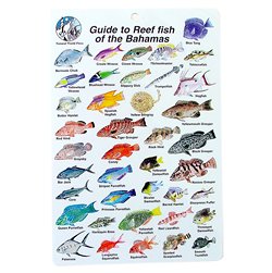 Water proof Fish Species Guide to reef fish of the Bahamas: Amazon.co ...