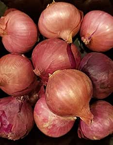 Fresh Shallots 2 Lbs.: Amazon.com: Grocery & Gourmet Food
