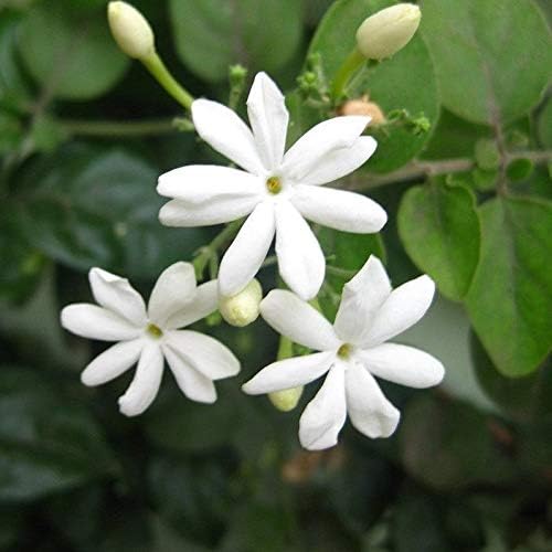 Indian Gardens - Mullai/Jasmine Plant Live Plant/Flower/Indoor/Outdoor ...