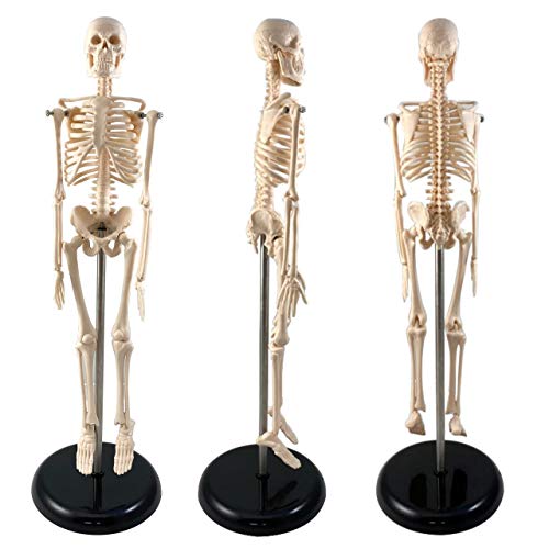 Human Skeleton Model for Anatomy |Human Skeleton Model with Metal Stand ...