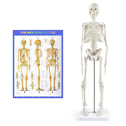 Mua NLShan Human Skeleton Model for Anatomy,17" Mini Scientific ...