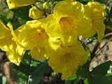 Orange jubilee - How to grow & care