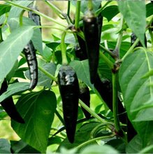 Black Devil Chilli 10 Seeds -Rare and very hot: Amazon.co.uk: Garden ...