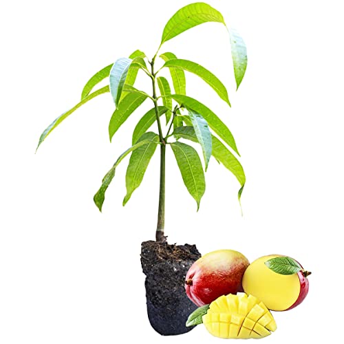Local US, Organic Mango Tree, Mango Haden (mangifera) Tropical Fruit ...