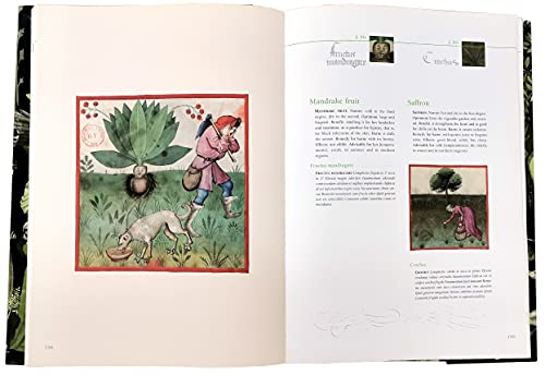 TACUINUM SANITATIS - Art Book - Luxury full-colour commentary volume on ...