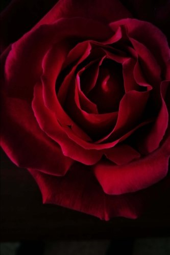 Amazon - Red, Red Rose Journal: (Red Rose Journal, Red Rose Notebook ...