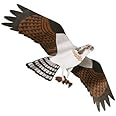 Amazon.com: Jackite Osprey Kite & Fiberglass Telescoping Pole : Toys ...