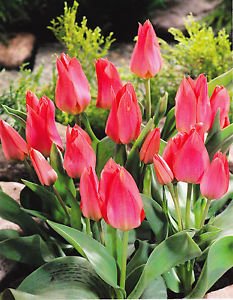 GARTHWAITE NURSERIES® : - 20 Toronto Greigii Miniature Tulip Bulbs ...