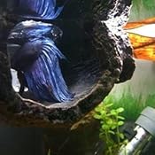 Zoo Med BL-10E Floating Betta Log: Zoo Med: Amazon.co.uk: Pet Supplies