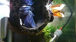 Zoo Med BL-10E Floating Betta Log: Amazon.co.uk: Pet Supplies