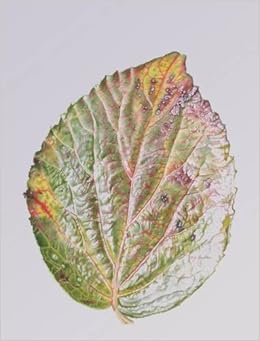 Amazon | Rory McEwen: The Colours of Reality | Fox, James, Demarco ...