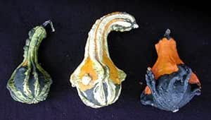 Amazon.com : Angel Wings Gourd 25 Seeds - RARE - NEW : Vegetable Plants ...