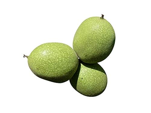 Black Walnut Tree Seeds, Juglans nigra - Northern - Hardy to Zone 5 ...