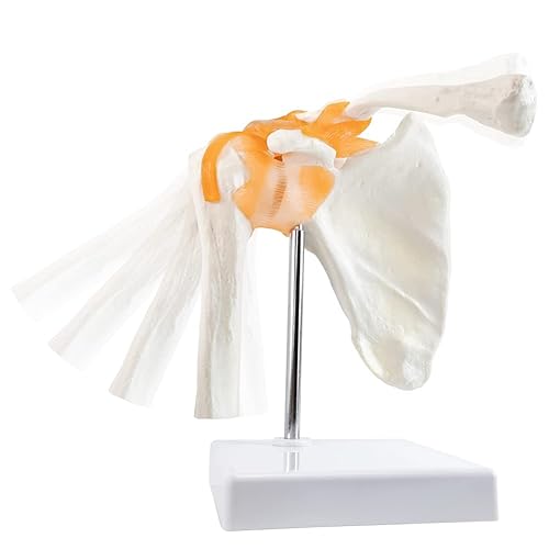 EVOTECH SCIENTIFIC Anatomical Shoulder Joint Model Medical Anatomy ...