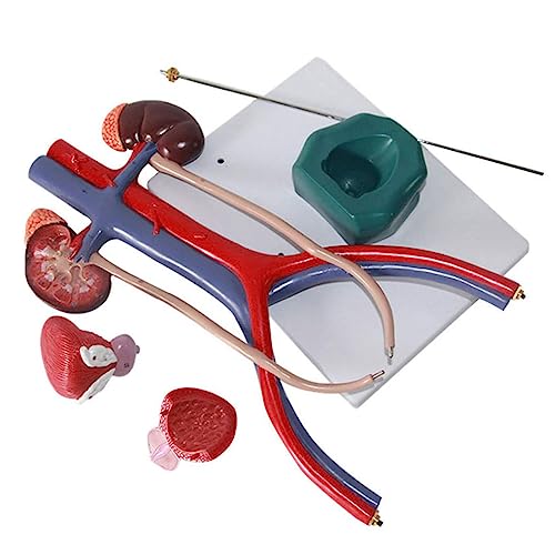 Anatomy Models Human Urinary System Anatomy Model with Base Medical ...