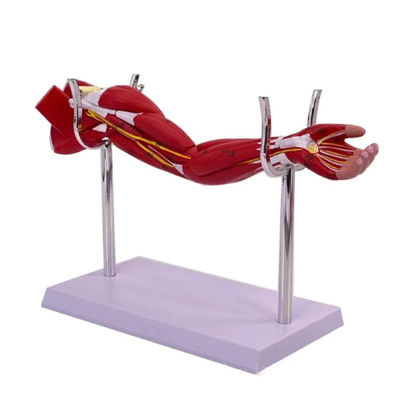 Mua LLXTJJY Human Organ Teaching Model Limb Arm Muscle Anatomy,Lower ...