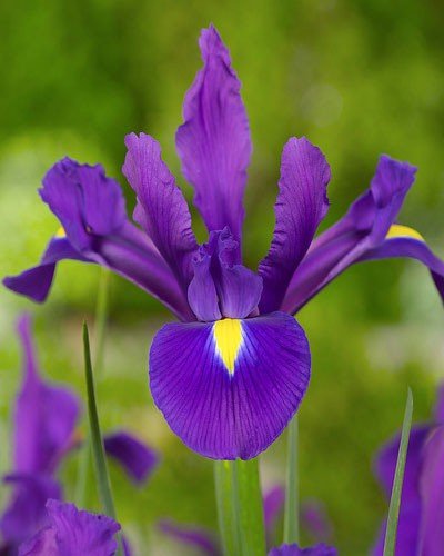 Garden Favourites Pack of 10 Dutch Iris Purple Sensation Spring ...