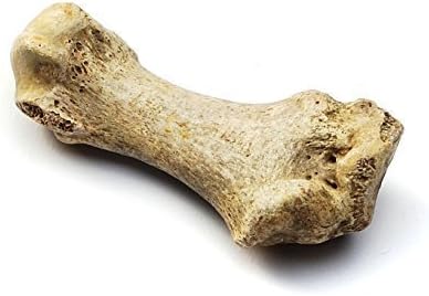 Ursus spelaeus versteinerter Knochen von einem fossilen Bären: Amazon ...