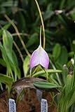 Masdevallia exquisita - How to grow plants