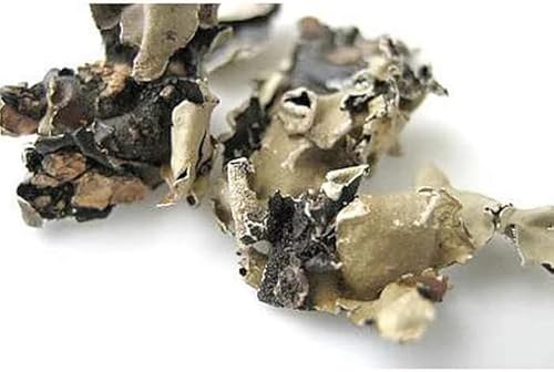 سعر Neel Ayurvedics Dagad Phool/Pathar Phool/Stone Flower - 250 Gm فى ...