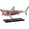 Discovery Mindblown 4D Great White Shark Anatomy Kit, Interactive ...