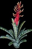 Aechmea tayoensis - How to grow plants
