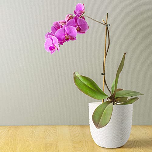 INSPIRELLA Timeless Plant Pot – 6.5" Stunningly Detailed Ceramic Pots ...