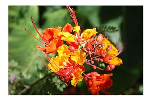 Pride of Barbados 10 Tropical Seeds Red Peacock Flower Tropical Plant ...