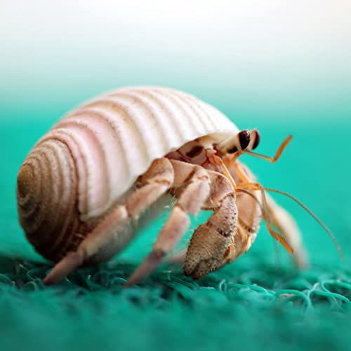 15PCS Hermit Crab Shells (7 Types) Natural Hermit Crab Shells, For ...