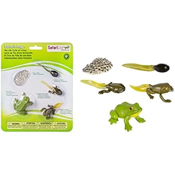 Amazon.com: Safari Ltd Reptiles TOOB: Toys & Games