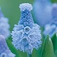 Amazon.com : Votaniki Muscari Azureum Bulbs - Sweet Fragrance Beautiful Blue Muscari (Grape ...