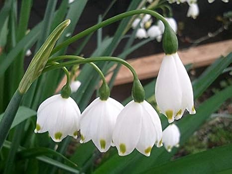 Amazon.com : Leucojum aestivum 'Gravetye Giant' / Snowflake Bulb/USA ...
