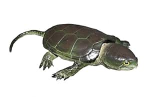Amazon.com: Snapping Turtle 12" ~ Plastic Toy ~ F3446-B200: Toys & Games