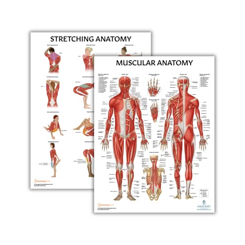 Anatomy Lab 2 PACK Stretching and Muscular Anatomy Poster Set ...