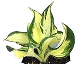 Hosta plant - How to grow & care