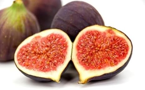 Feigenbaum kaufen winterhart Brown Turkey Echte Feige Ficus carica süße ...