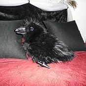 Amazon.com: Folkmanis Raven Hand Puppet: Toys & Games